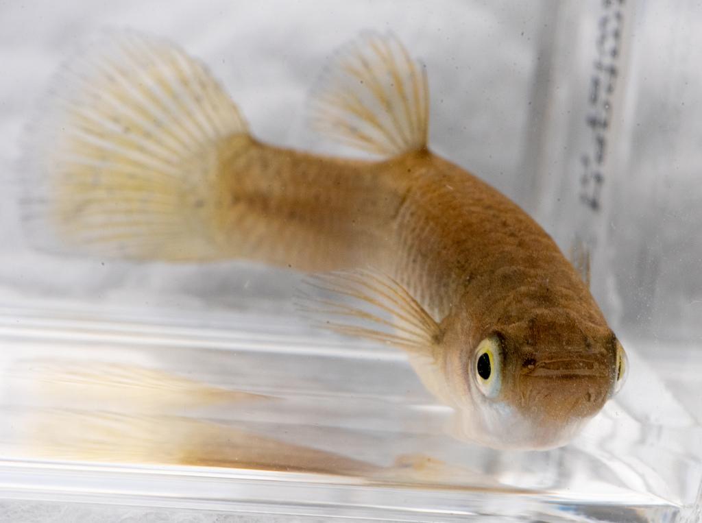 Eastern and Western Mosquitofish | Ontario's Invading Species Awareness ...