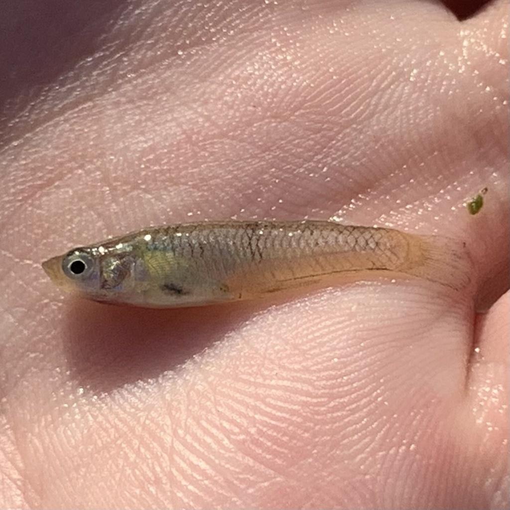 Eastern and Western Mosquitofish | Ontario's Invading Species Awareness ...