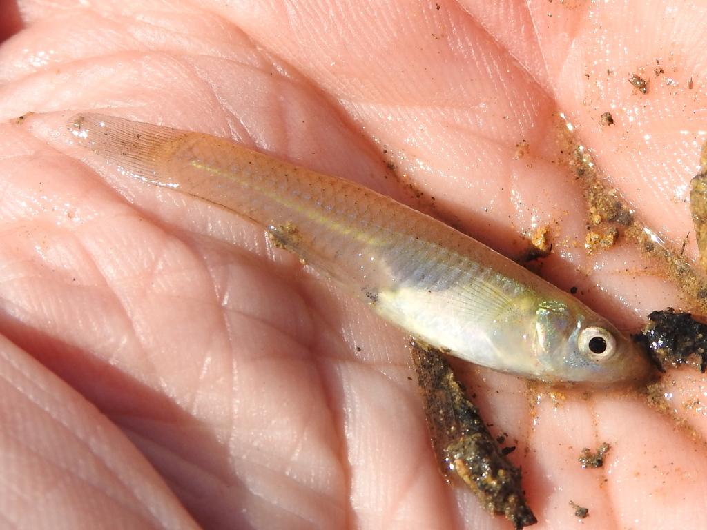 Eastern and Western Mosquitofish | Ontario's Invading Species Awareness ...