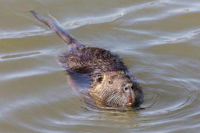 Nutria | Ontario's Invading Species Awareness Program