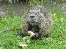 Nutria | Ontario's Invading Species Awareness Program