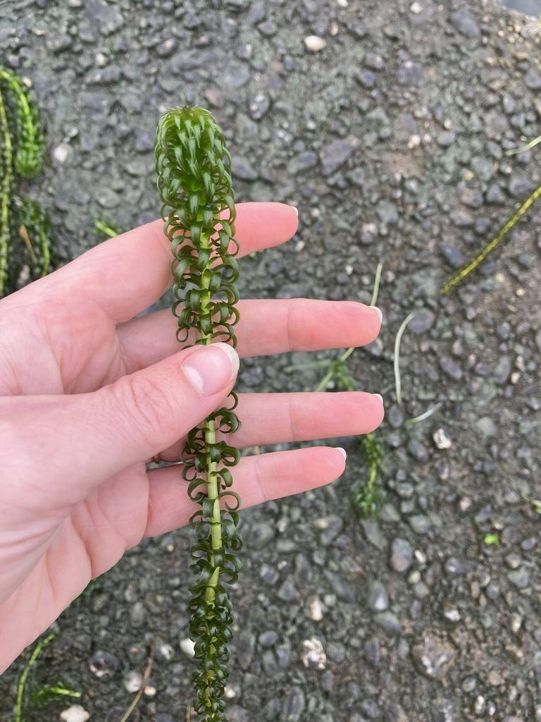 Oxygen Weed | Ontario's Invading Species Awareness Program