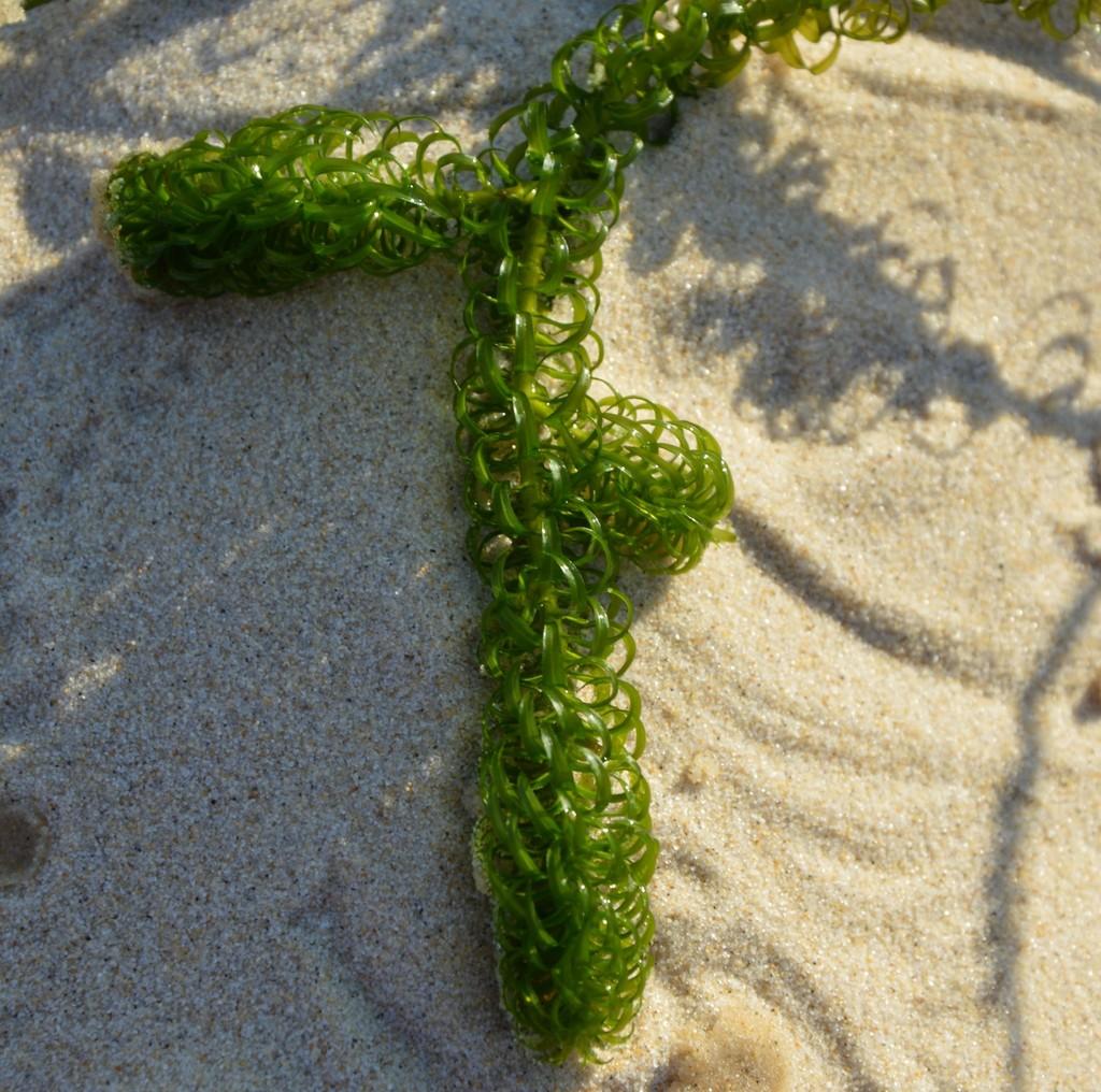 Oxygen Weed | Ontario's Invading Species Awareness Program