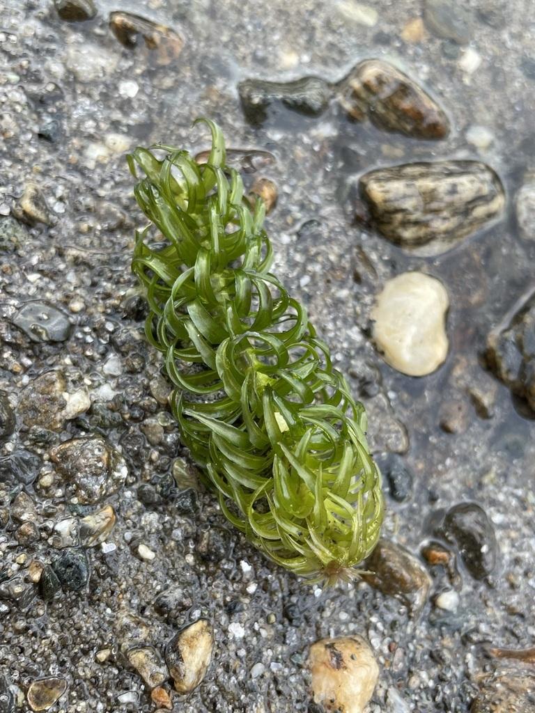 Oxygen Weed | Ontario's Invading Species Awareness Program