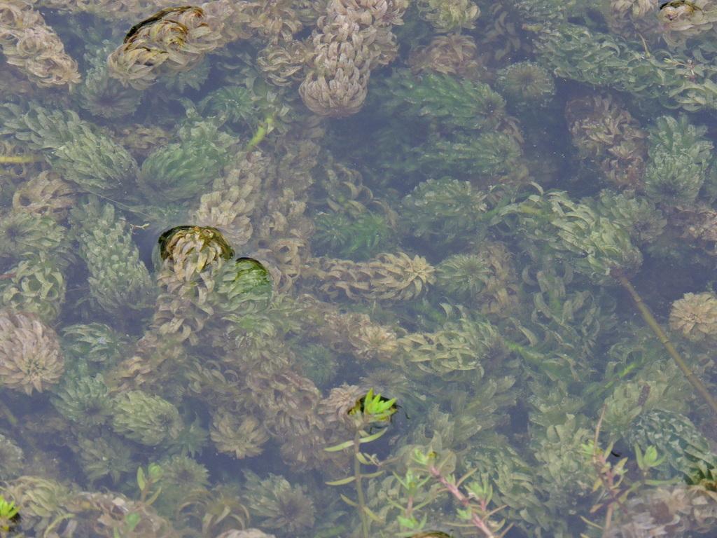 Oxygen Weed | Ontario's Invading Species Awareness Program