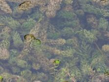 Oxygen Weed | Ontario's Invading Species Awareness Program