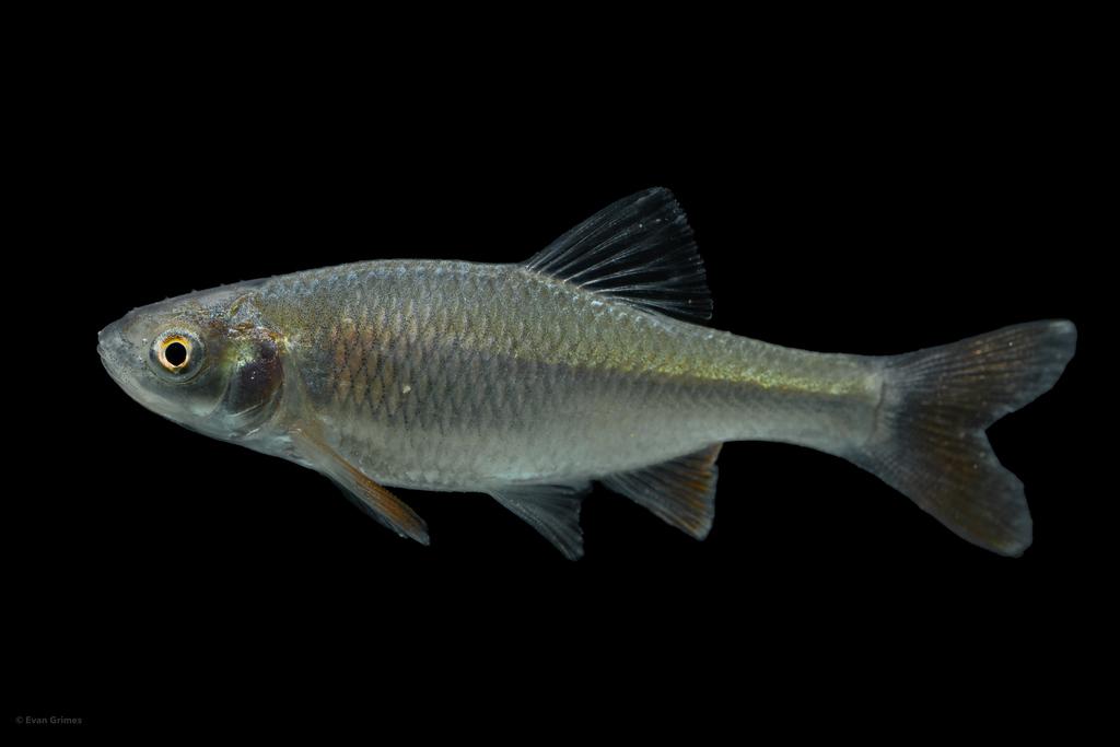 Red Shiner | Ontario's Invading Species Awareness Program