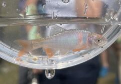 Red Shiner | Ontario's Invading Species Awareness Program