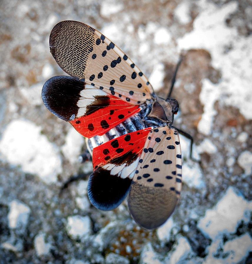 Spotted Lanternfly | Ontario's Invading Species Awareness Program