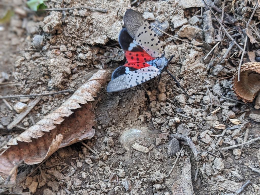 Spotted Lanternfly | Ontario's Invading Species Awareness Program