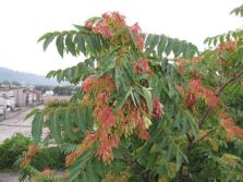 Tree-of-Heaven | Ontario's Invading Species Awareness Program
