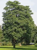 Tree-of-Heaven | Ontario's Invading Species Awareness Program