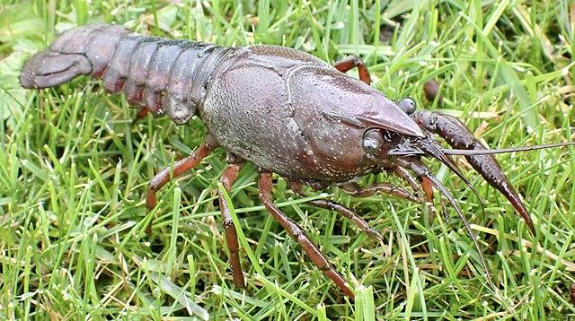 White River Crayfish | Ontario's Invading Species Awareness Program