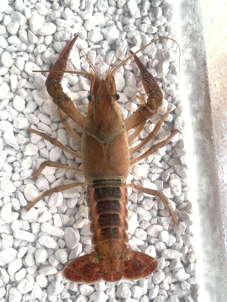 White River Crayfish | Ontario's Invading Species Awareness Program