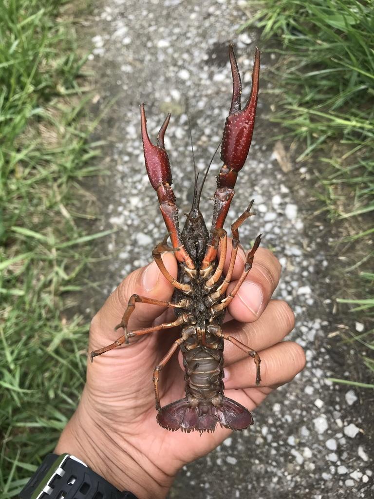 White River Crayfish | Ontario's Invading Species Awareness Program