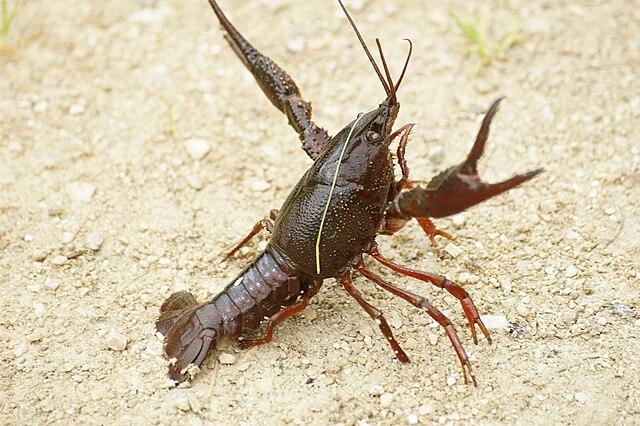 White River Crayfish | Ontario's Invading Species Awareness Program
