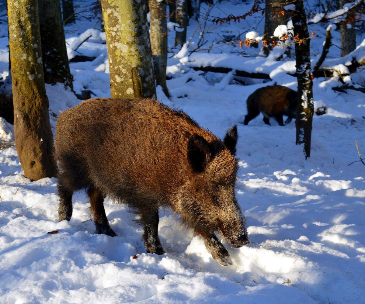 Wild Pigs | Ontario's Invading Species Awareness Program