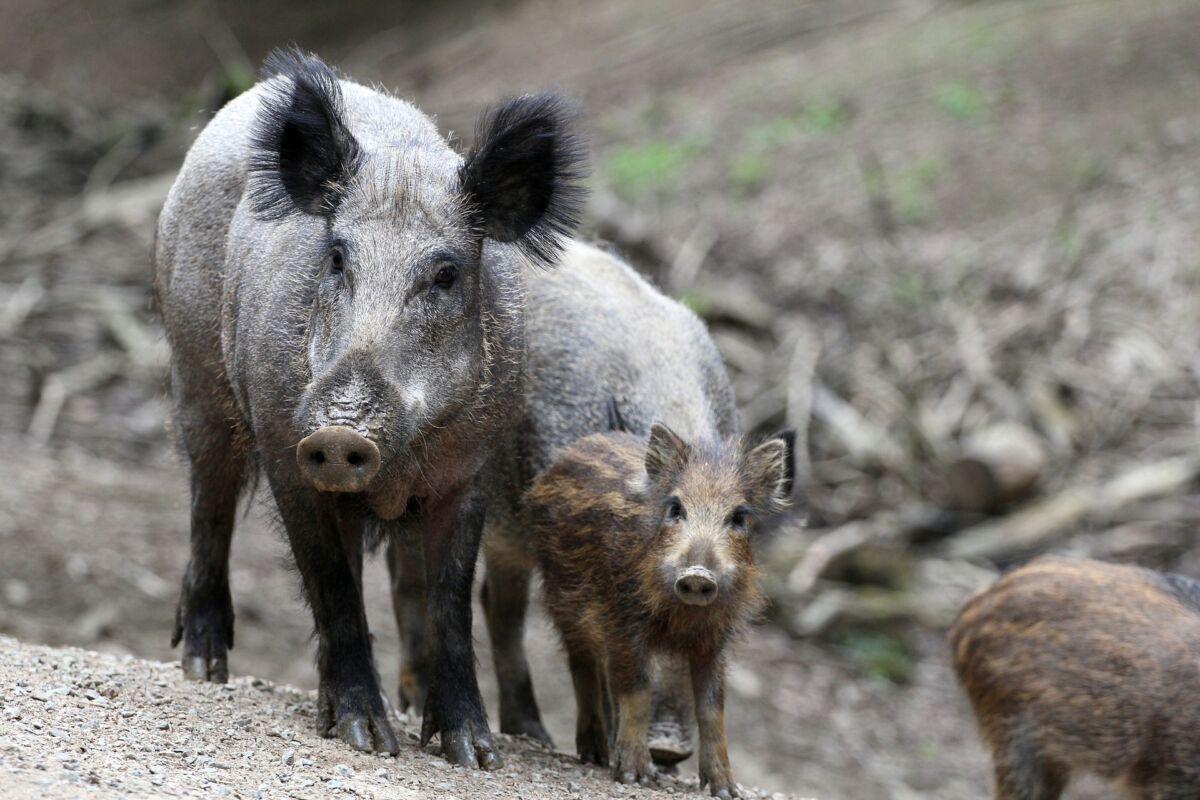 Wild Pigs | Ontario's Invading Species Awareness Program