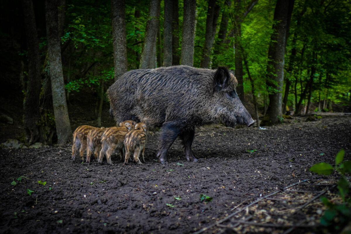 Wild Pigs | Ontario's Invading Species Awareness Program