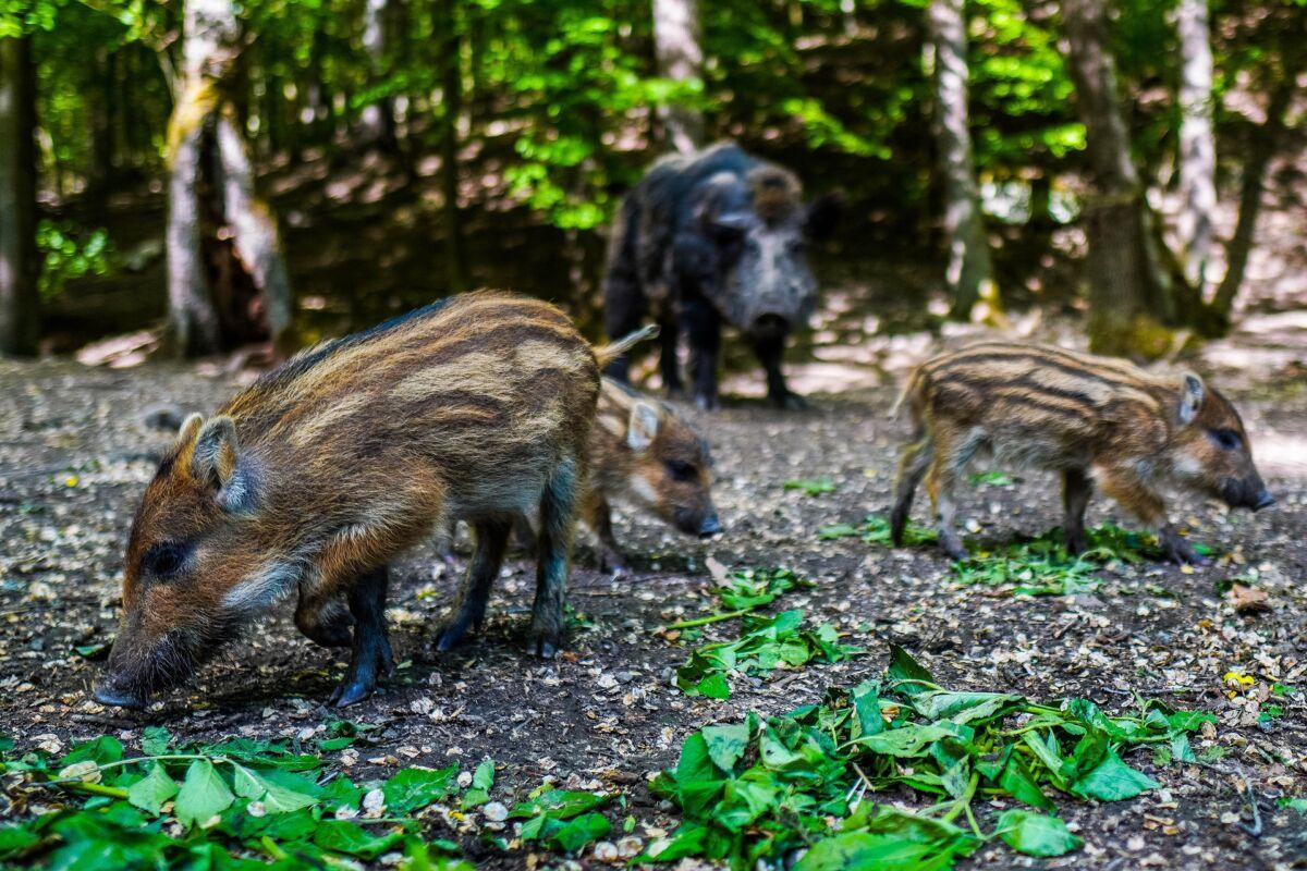 Wild Pigs | Ontario's Invading Species Awareness Program