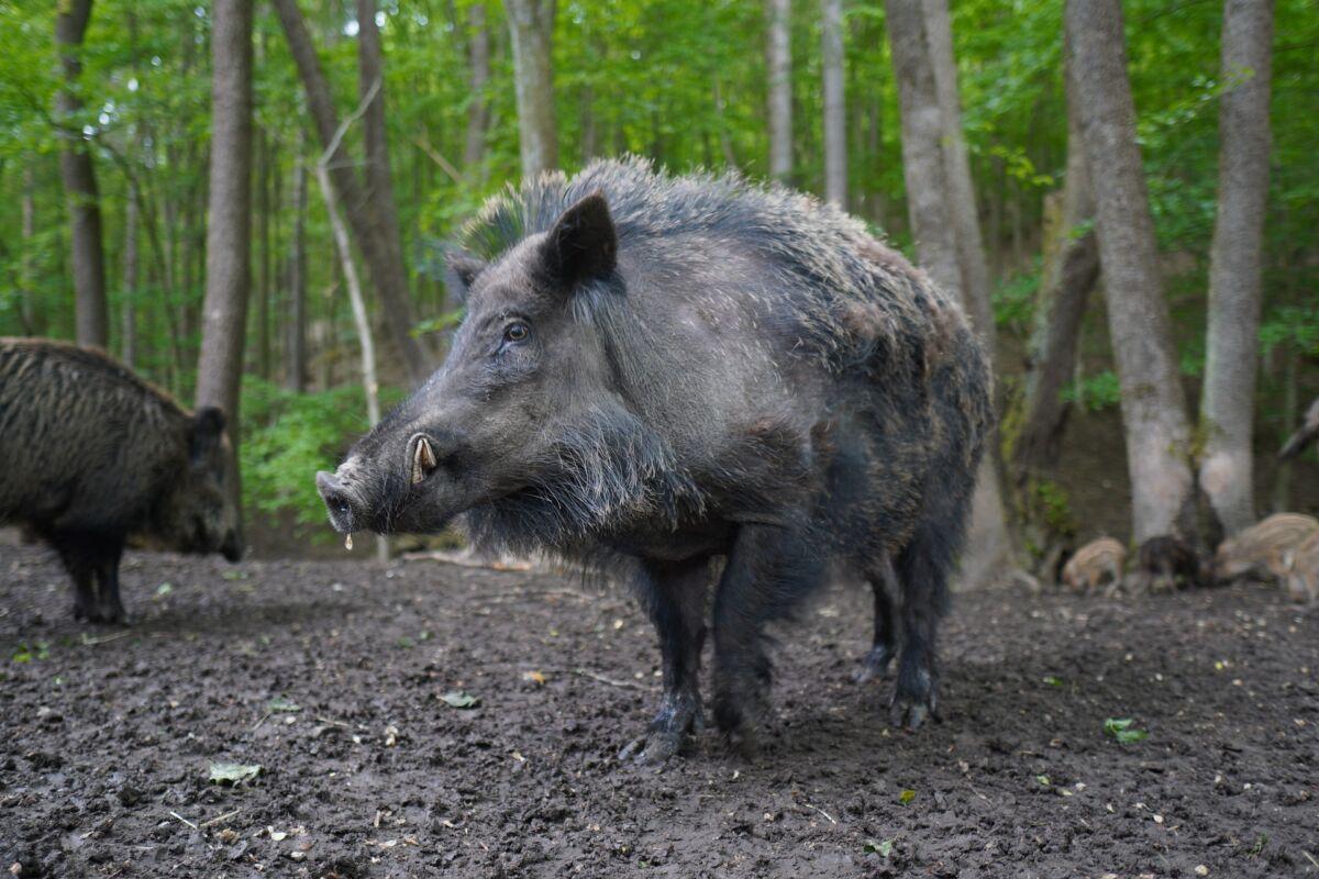Wild Pigs | Ontario's Invading Species Awareness Program