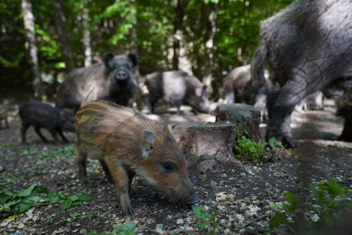 Wild Pigs | Ontario's Invading Species Awareness Program