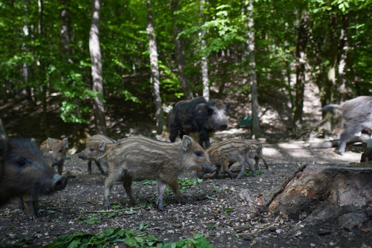 Wild Pigs | Ontario's Invading Species Awareness Program