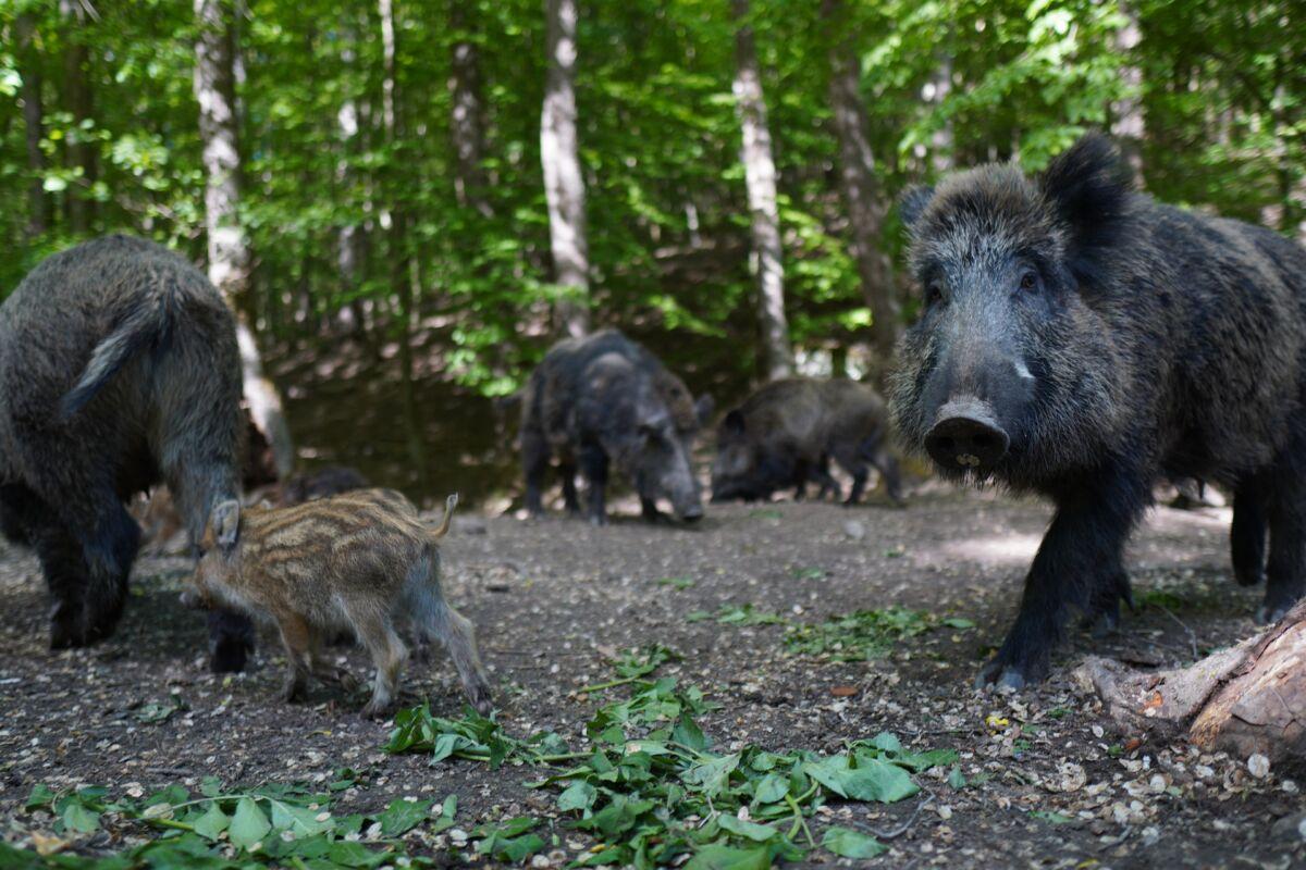 Wild Pigs | Ontario's Invading Species Awareness Program