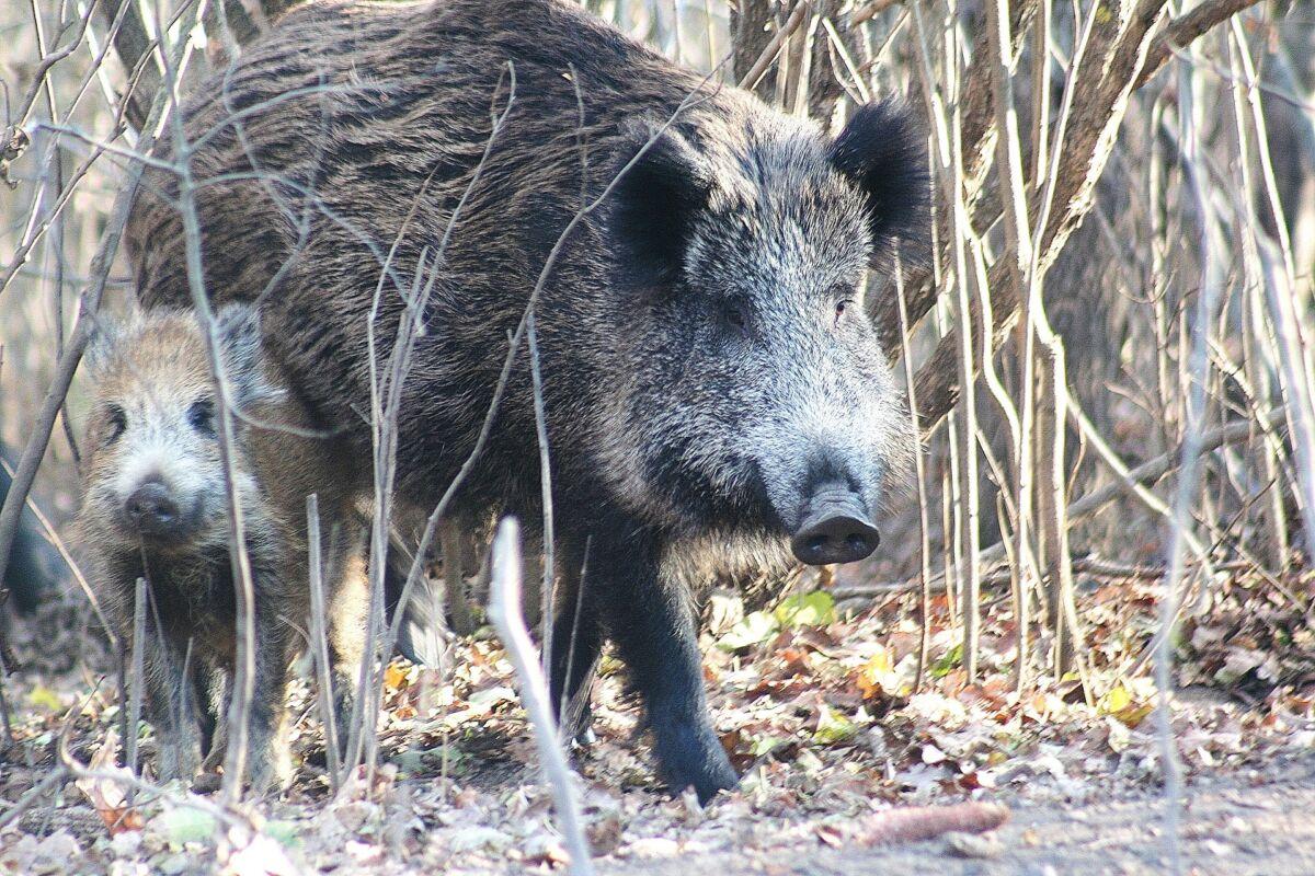 Wild Pigs | Ontario's Invading Species Awareness Program