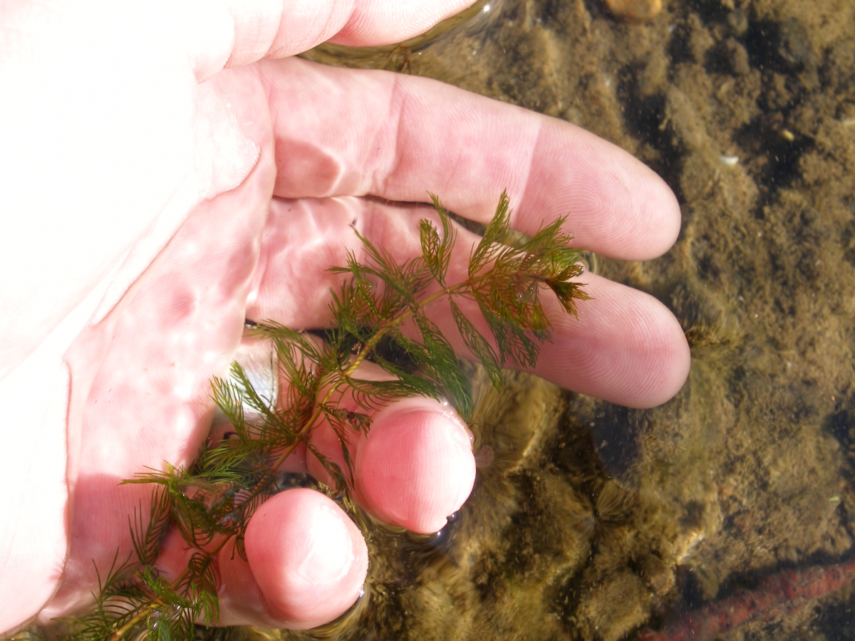 Eurasian Water-Milfoil | Ontario's Invading Species Awareness Program