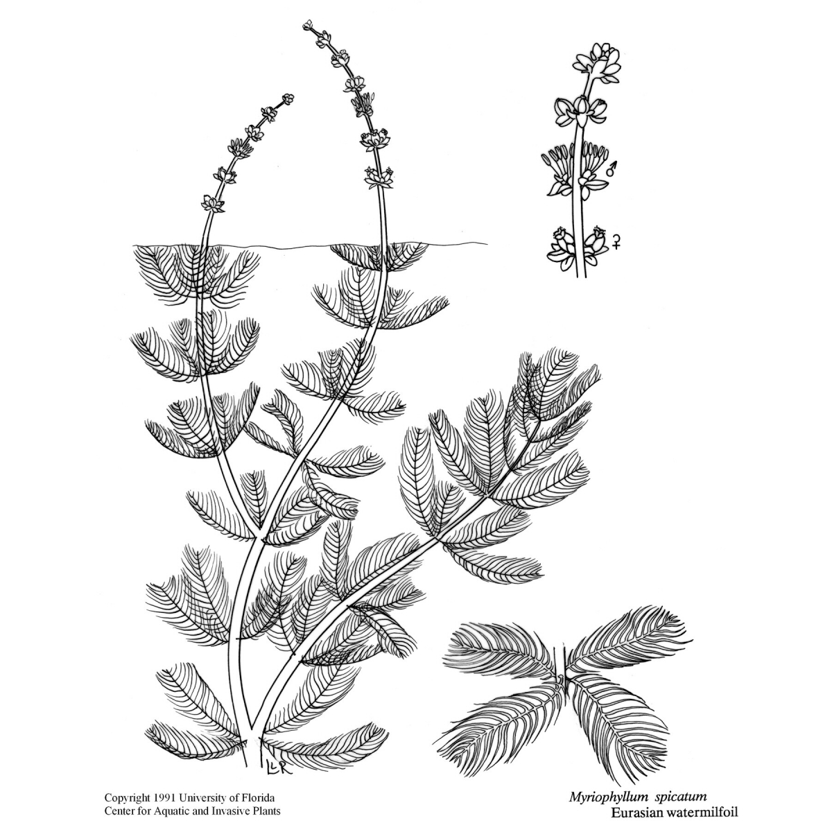 Eurasian Water-Milfoil | Ontario's Invading Species Awareness Program