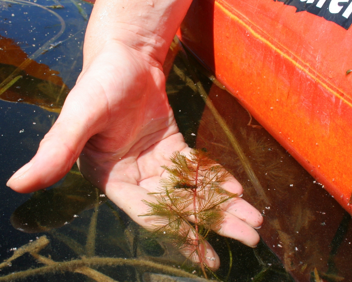 Eurasian Water-Milfoil | Ontario's Invading Species Awareness Program
