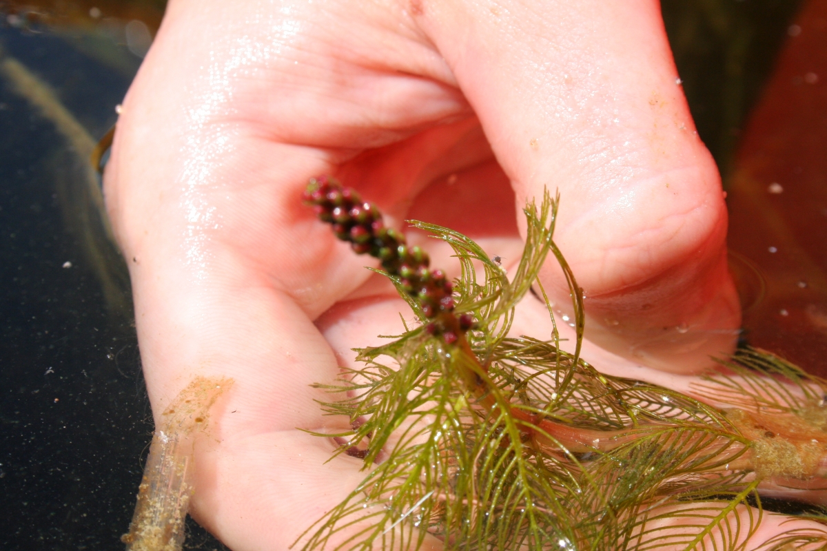 Eurasian Water-Milfoil | Ontario's Invading Species Awareness Program