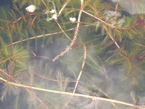 Eurasian Water-Milfoil | Ontario's Invading Species Awareness Program