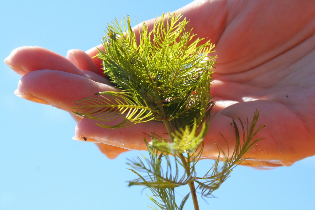Eurasian Water-Milfoil | Ontario's Invading Species Awareness Program