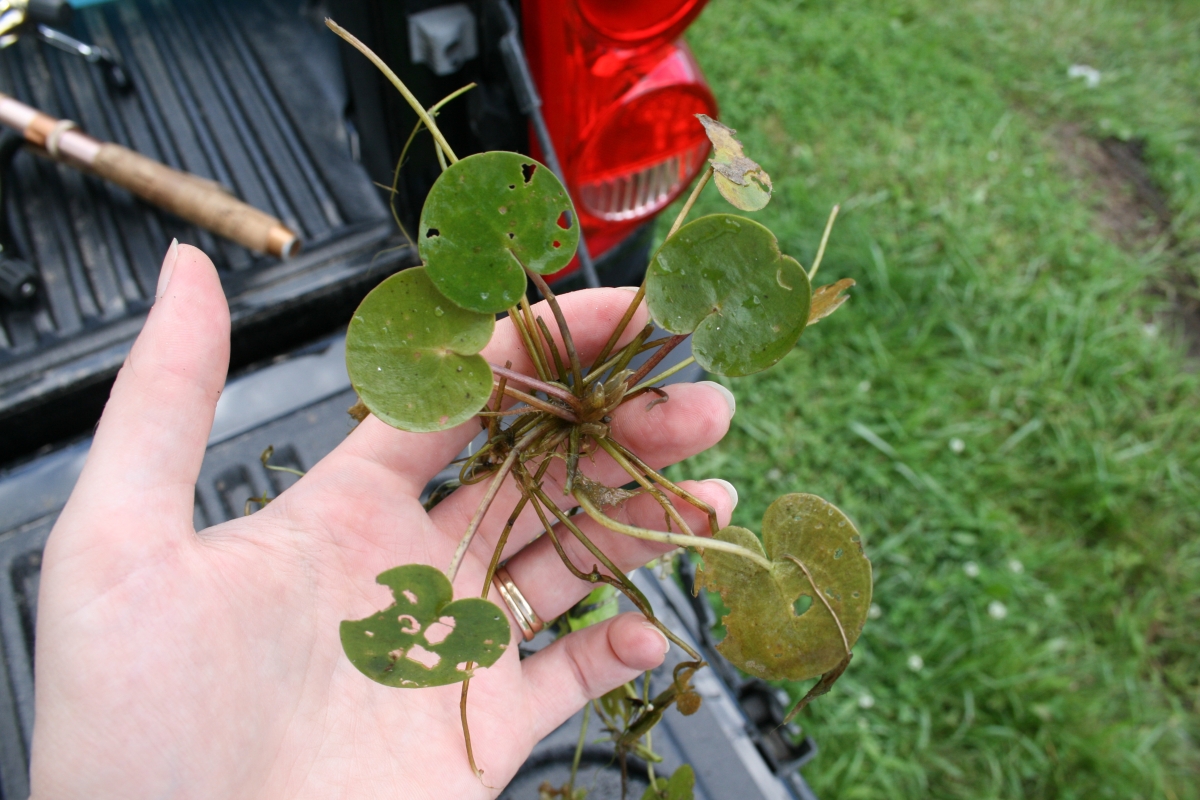 European Frog-bit | Ontario's Invading Species Awareness Program
