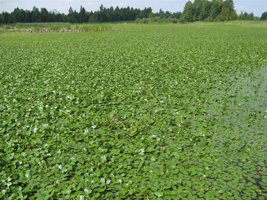 Water Chestnut Plant Invasive at Anna Octoman blog