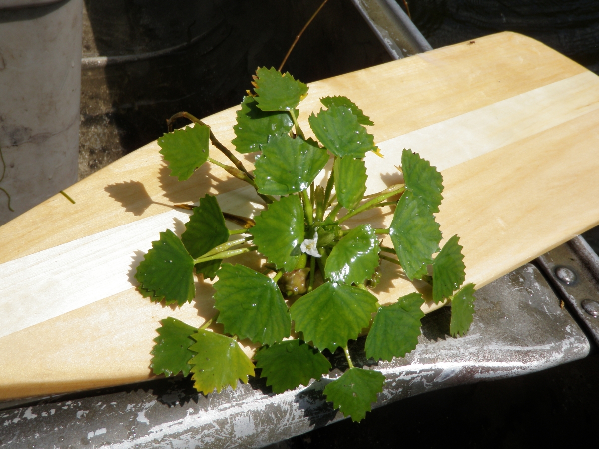 European Water Chestnut | Ontario's Invading Species Awareness Program