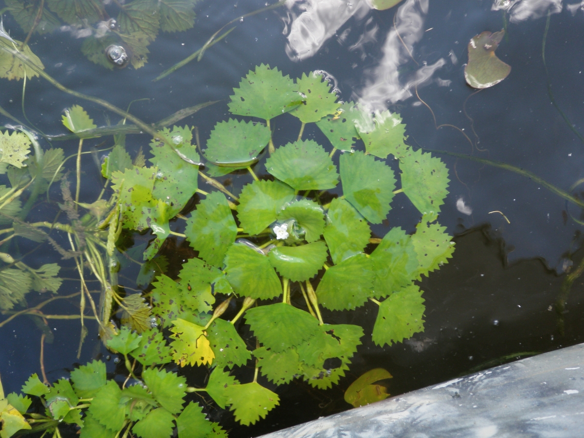 European Water Chestnut | Ontario's Invading Species Awareness Program