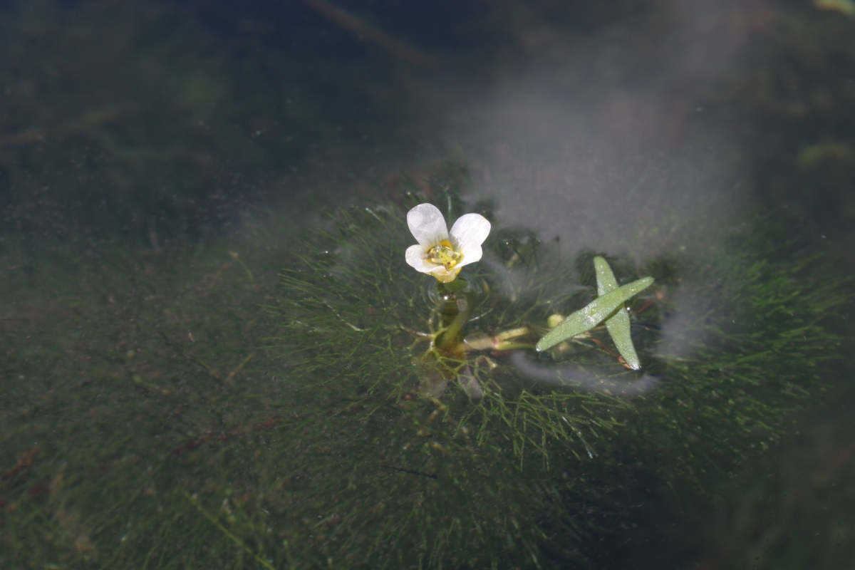 Fanwort | Ontario's Invading Species Awareness Program