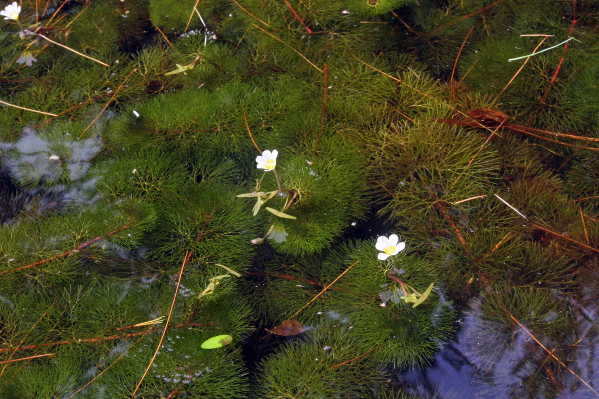 Fanwort | Ontario's Invading Species Awareness Program