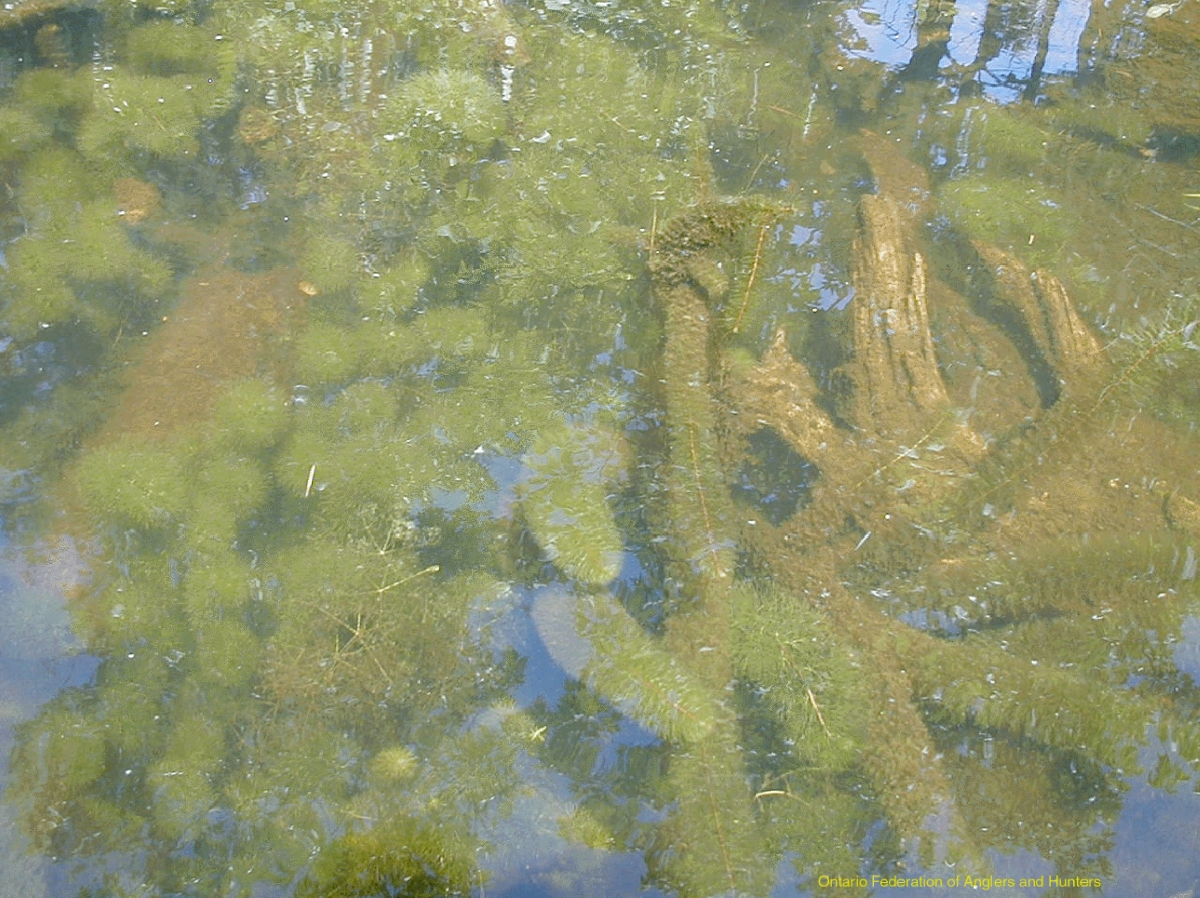 Fanwort | Ontario's Invading Species Awareness Program