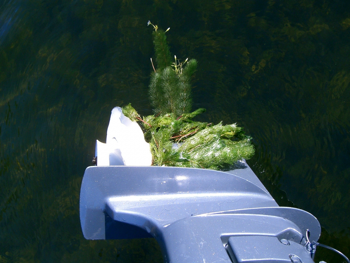 Fanwort | Ontario's Invading Species Awareness Program