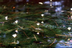 Fanwort | Ontario's Invading Species Awareness Program