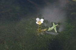 Fanwort | Ontario's Invading Species Awareness Program