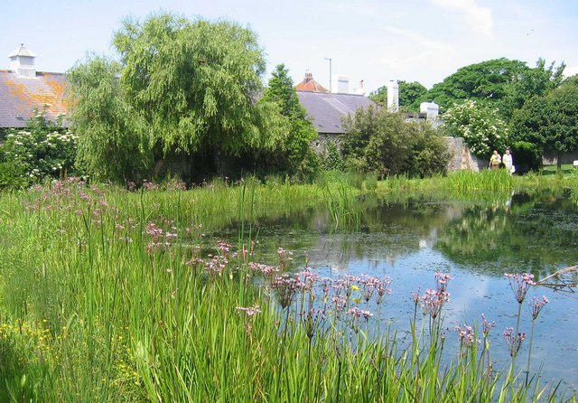 Flowering Rush | Ontario's Invading Species Awareness Program