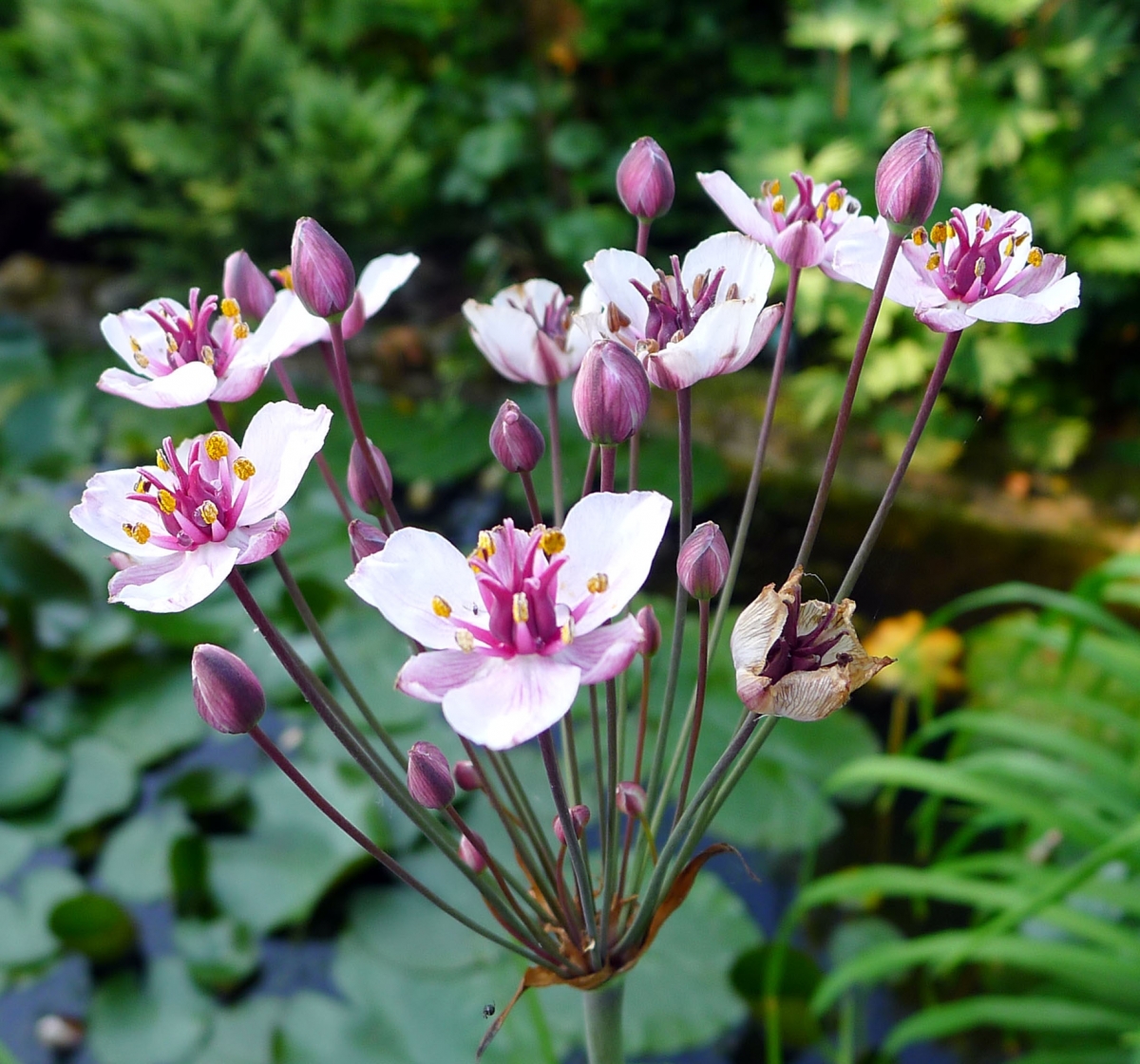 Flowering Rush | Ontario's Invading Species Awareness Program