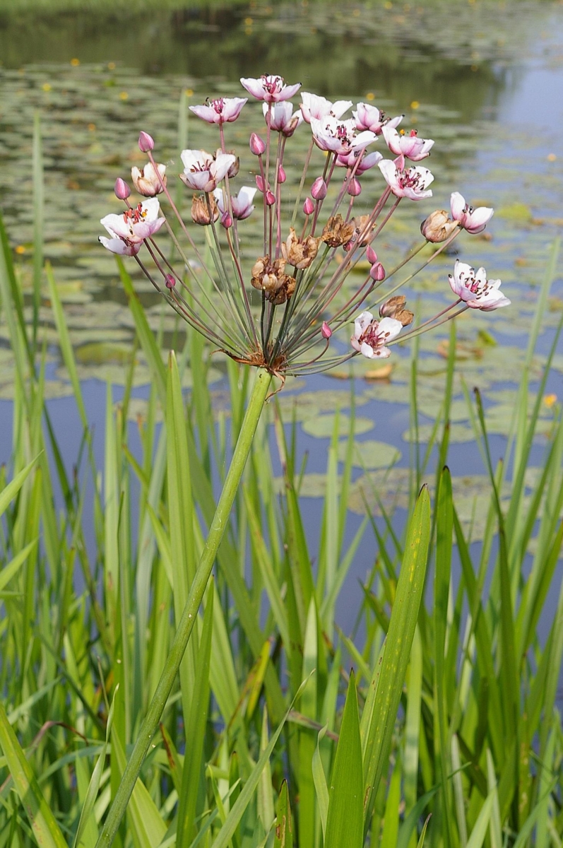 Flowering Rush | Ontario's Invading Species Awareness Program