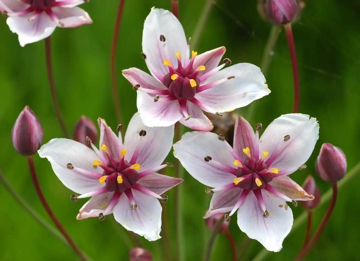 Flowering Rush | Ontario's Invading Species Awareness Program