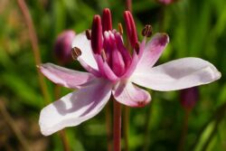 Flowering Rush | Ontario's Invading Species Awareness Program